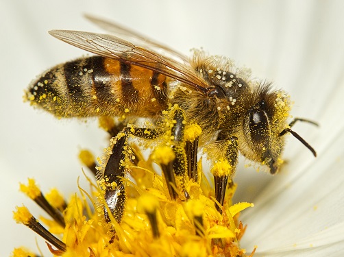 Helping Pollinators – Resources for Green Living