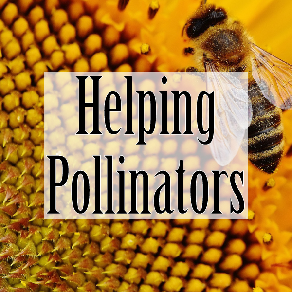 Helping Pollinators – Resources for Green Living